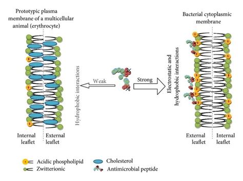 Membrane Targeting Of Antimicrobial Peptides And Basis Of Their