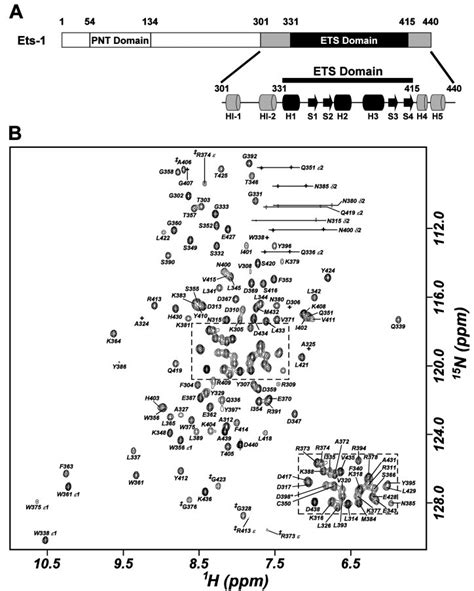 A Secondary Structure Of Ets1n301 In Context Of Full Length Ets 1 The