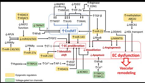 Molecular Pathways Implicated In The Endothelial Dysfunction Implicated