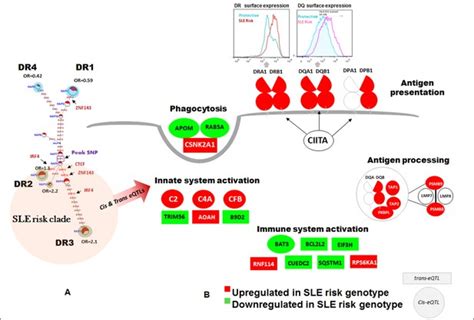 Regulatory Polymorphisms Modulate The Expression Of Hla Class Ii