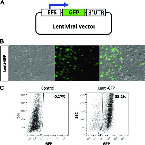 Transgenic Expression Of The Gfp Gene In Hesc Ecs By Lentiviral