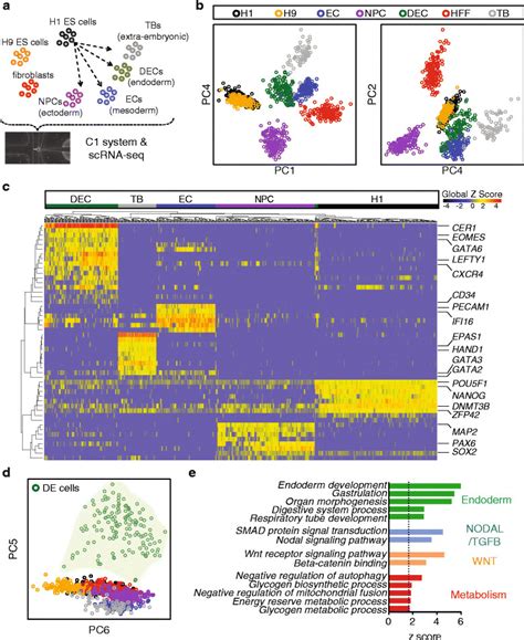 Snapshot Scrna Seq Analysis Of Human Es Derived Progenitors A