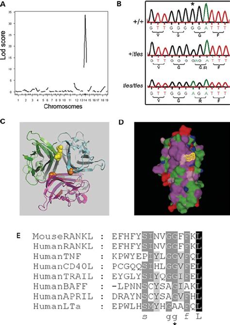Mapping Identification And Representation Of The Tles Mutation A