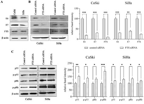 Figure 1 From Fused Toes Homolog A Potential Molecular Regulator Of