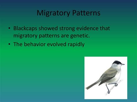 Cognitive Maps Migratory Patterns Ppt Download