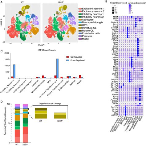 Snrna Seq Of Wt And Npc1− − Forebrain At P16 Nuclei Were Isolated From