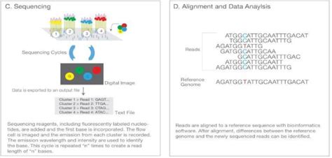 Figure 1 From The Bioinformatics Application In Detecting Germline And