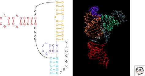 Folding And Finding Rna Secondary Structure