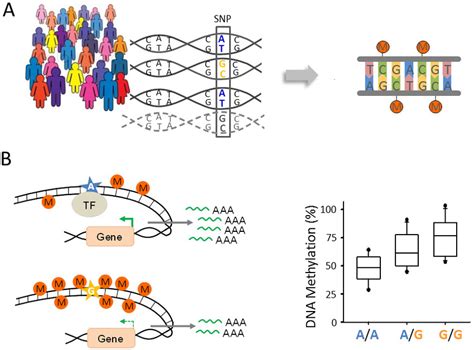 Role Of Genetic Variation For Dna Methylation A Single Nucleotide