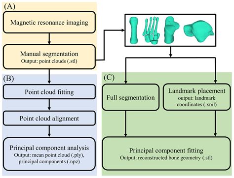 Development And Validation Of Statistical Shape Models Of The Primary