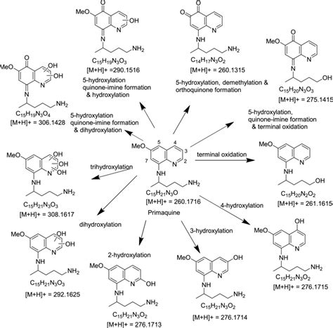 Putative Metabolic Pathways Of Primaquine With Human Cyp2d6 Download