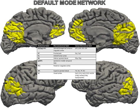 Description Of Brain Areas Involved Within The Dmn Including