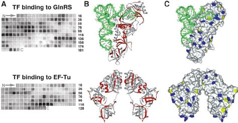 Tf Binding To Peptide Libraries And Localization Of Binding Sites In