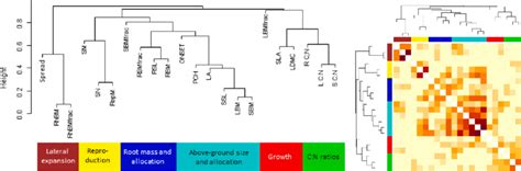 Trait Correlation Dendrogram Left And Heat Map Right The Coloured