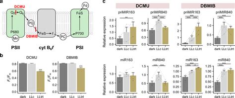 The Role Of Pq Redox Status In Mirna Expression A Scheme Representing