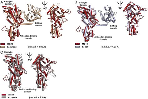 Fig S2 Structural Comparison Reveals That Mst1 Is Closely Related To