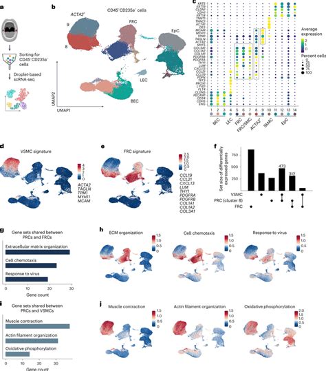 Single Cell Transcriptomic Analysis Of Human Palatine Tonsil Stromal