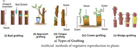 Vegetative Propagation – Definition Types Examples And Explanations