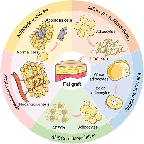 Deciphering The Emerging Roles Of Adipocytes And Adipose Derived Stem