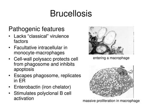 Ppt Bacterial Diseases Of Wildlife Powerpoint Presentation Free