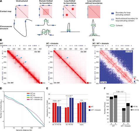 Transcription Inhibition Removes Cohesin Loop Extrusion Barriers