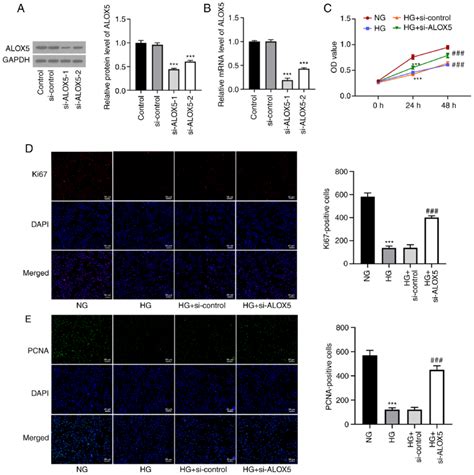Silencing Of Alox5 Promotes Cell Proliferation In Hg Induced Sv40