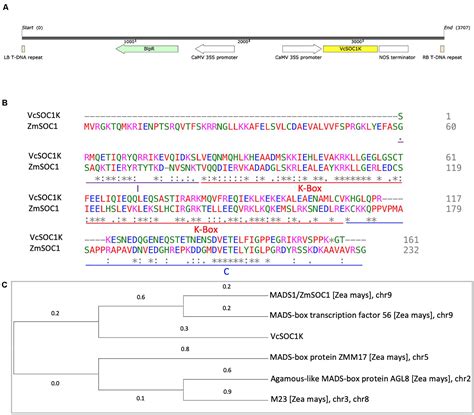 Frontiers K Domain Technology Constitutive Expression Of A Blueberry