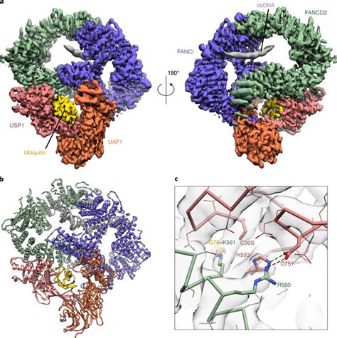 Structural Characterization Of Full Length Usp1−uaf1 Bound To The