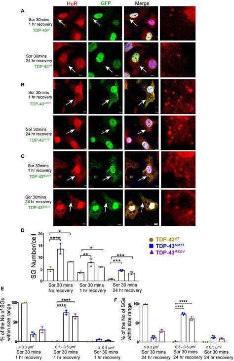 Frontiers Tdp 43 Mutation Affects Stress Granule Dynamics In