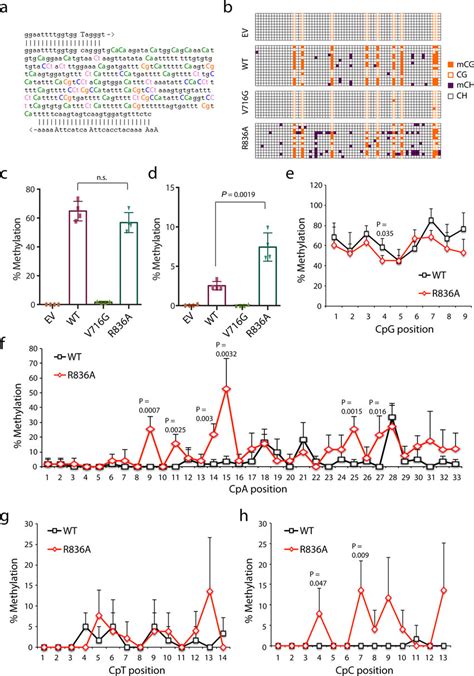 Sanger Bisulfite Sequencing To Validate The Cytosine Methylation Levels