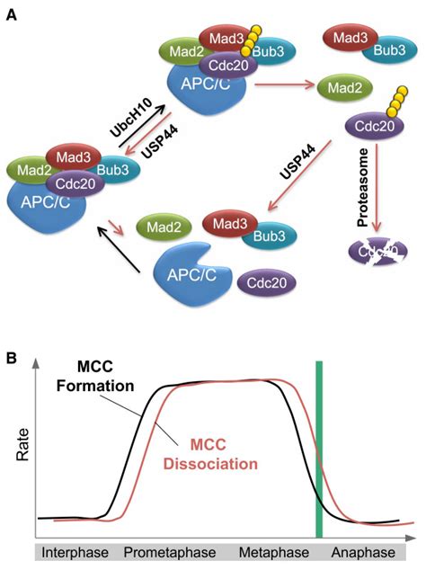 A Dynamic Model For Mcc Mediated Inhibition Of Apc C A Mad3 Uses Its