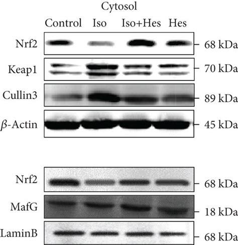 Hesperetin Mediated Activation Of Nrf2 A Rt Pcr Analysis Of Nrf2