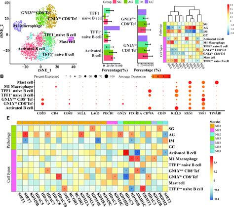 Wgcna On Immune Cells Based On Scrna Seq Transcriptomes A T Sne Plot