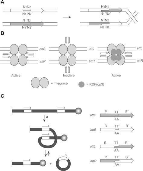 Recombination By Serine Phage Integrases A The General Reaction