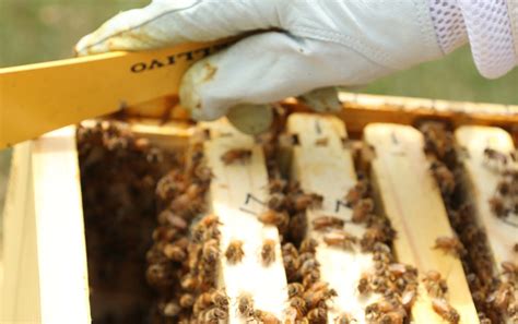 prevent swarming learn how to split hive murdoch s