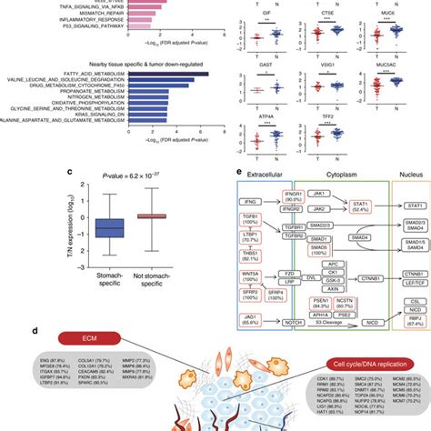 Proteomic Features Of The Diffuse Type Gastric Cancer A Top Ranked