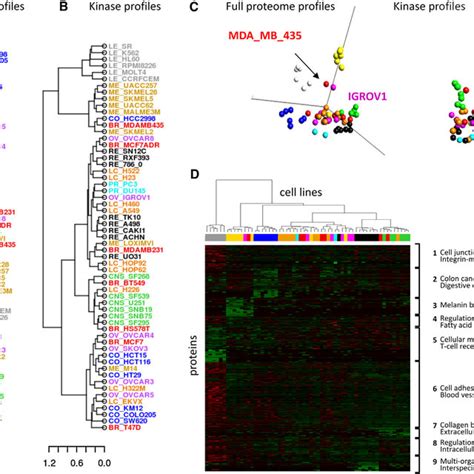 Hierarchical Clustering And Pca Analyses Of The Proteome And Kinase