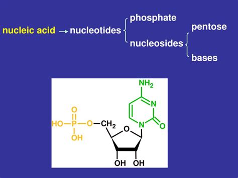 Nucleic Acid Definition