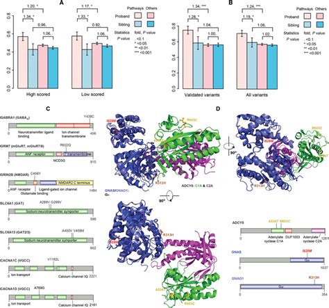 Functional Consequences Of Autism Associated Missense Mutations A