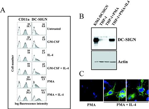 Regulated Expression Of The Pathogen Receptor Dendritic Cell Specific