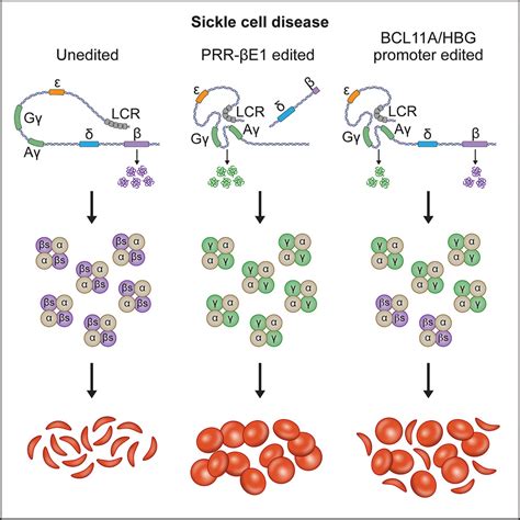 Editing The Core Region In Hpfh Deletions Alters Fetal And Adult Globin