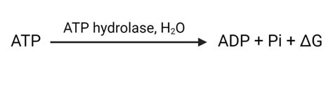 Atp Definition Structure Production Synthesis Functions