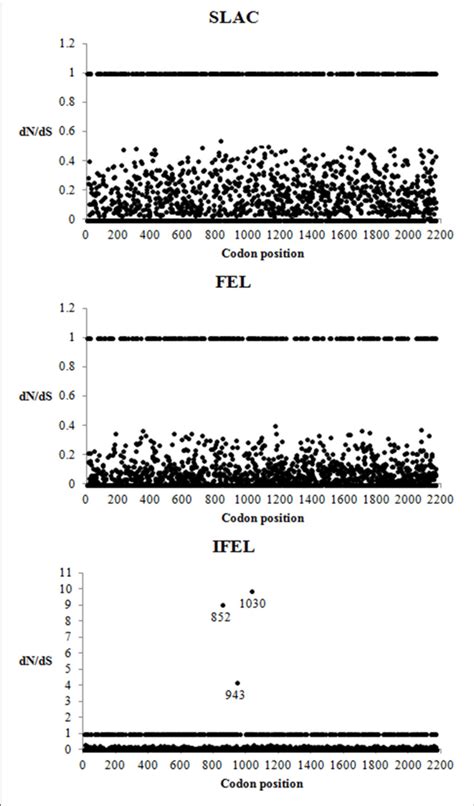 Detection Of Selection Pressures On Complete Coding Sequences Of