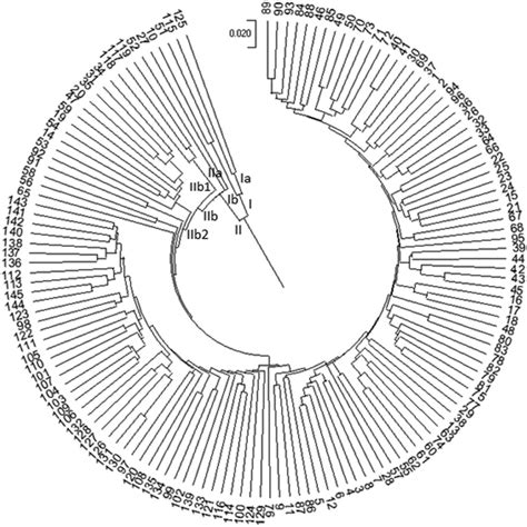 Upgma Dendrogram Generated From 182 Ssr Markers Showing The Genetic
