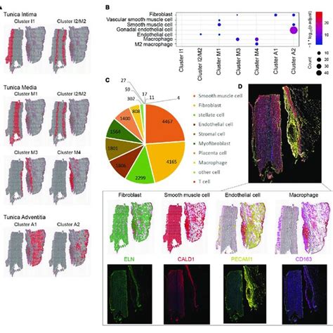 Pdf Visualization And Analysis Of Gene Expression In Stanford Type A