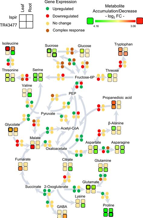 Frontiers Comparative Transcriptome Metabolome And Ionome Analysis