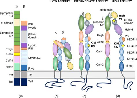 Regulation Of Cell Adhesion A Collaborative Effort Of Integrins Their