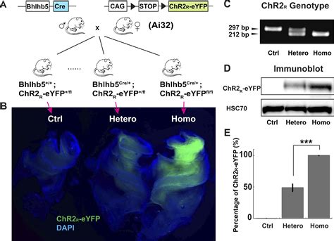 Increasing The Expression Level Of Chr2 Enhances The Optogenetic