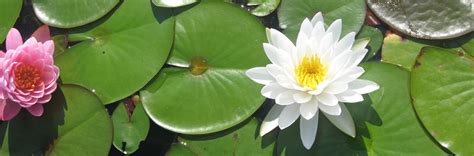 creating a border with css uf ifas communications