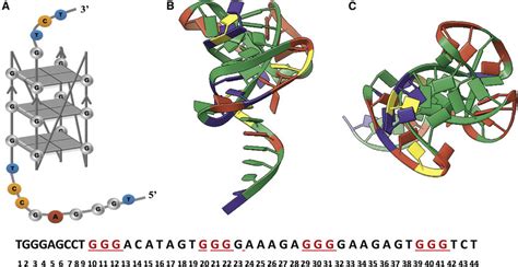 Molecular Structure Of S14 Aptamer Constructed Based On The Best Score